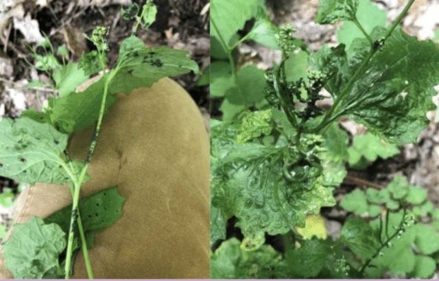 Garlic Mustard and Its Newly Introduced Aphid » Plants, Pest & disease ...