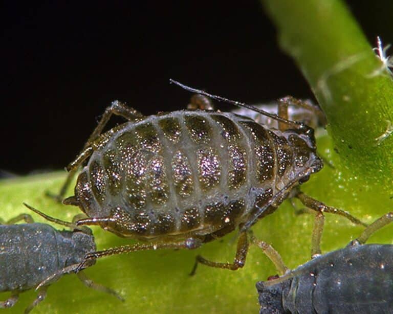 Garlic Mustard and Its Newly Introduced Aphid » Plants, Pest & disease ...