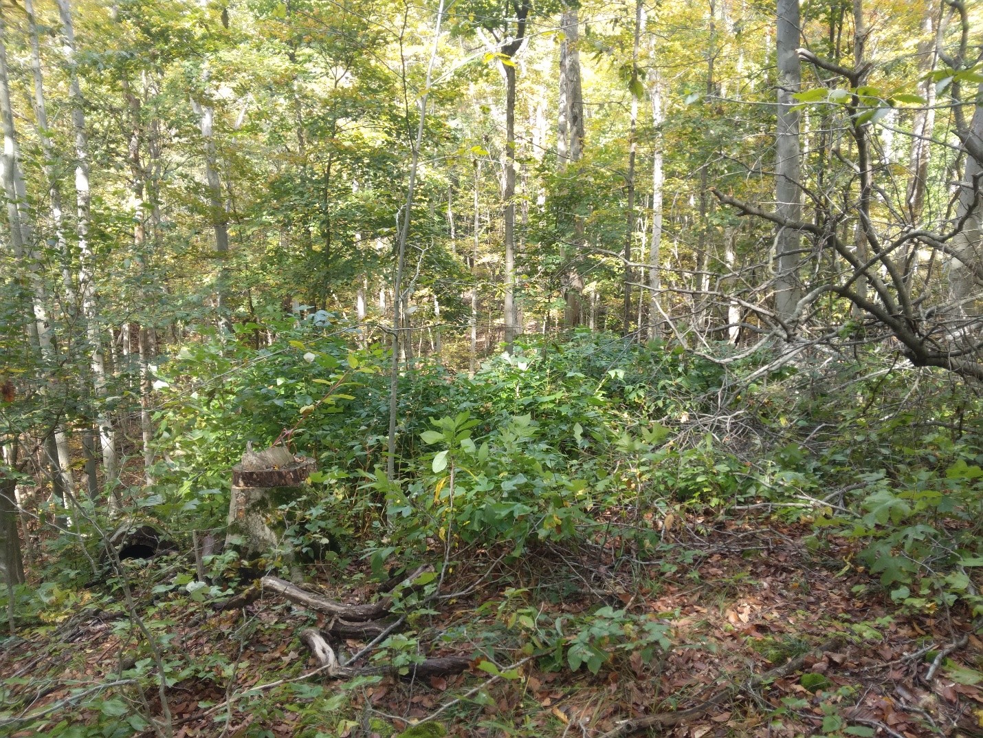 Girdling and Invasive Species Management: A Recipe for Healthier ...