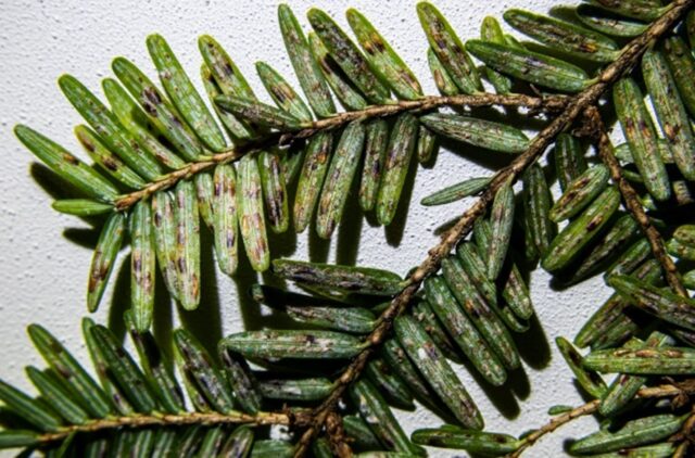 Protecting Eastern Hemlocks from Tiny Tree-Killing Invaders » Trees ...