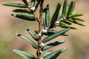 Protecting Eastern Hemlocks from Tiny Tree-Killing Invaders » Trees ...