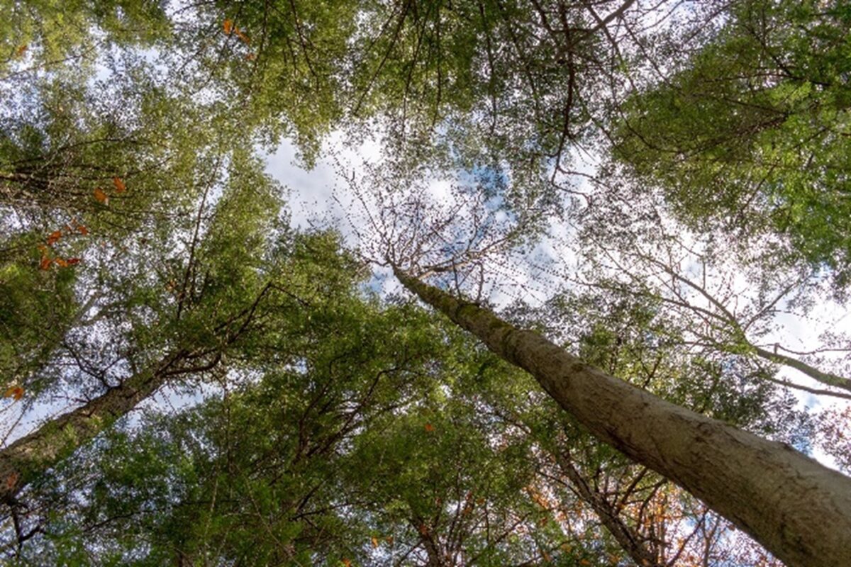 Protecting Eastern Hemlocks from Tiny Tree-Killing Invaders » Trees ...