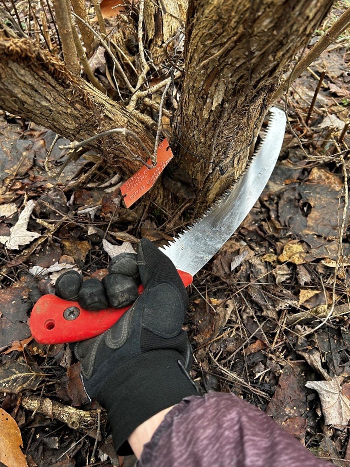 Rejuvenation Pruning of Lilac Bushes » Plants, Living collections » HF&G