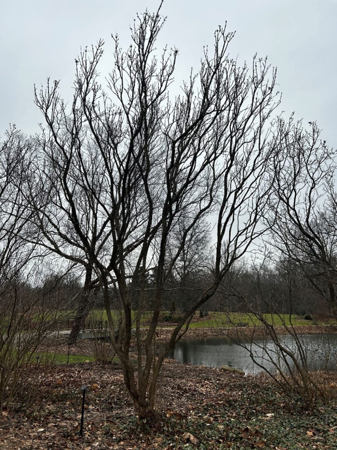 Rejuvenation Pruning of Lilac Bushes » Plants, Living collections » HF&G