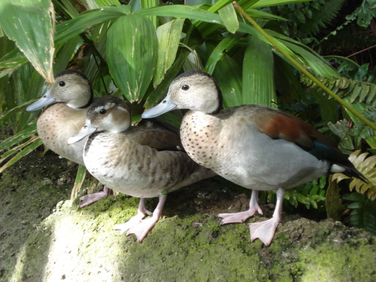 Meet the Birds of the Costa Rica Biome » Other » HF&G