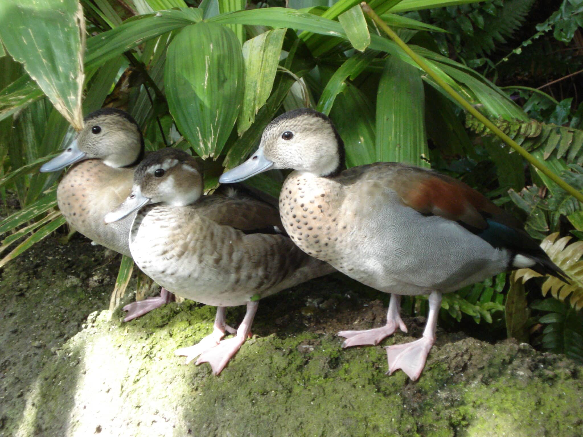 Meet the Birds of the Costa Rica Biome » Other » HF&G