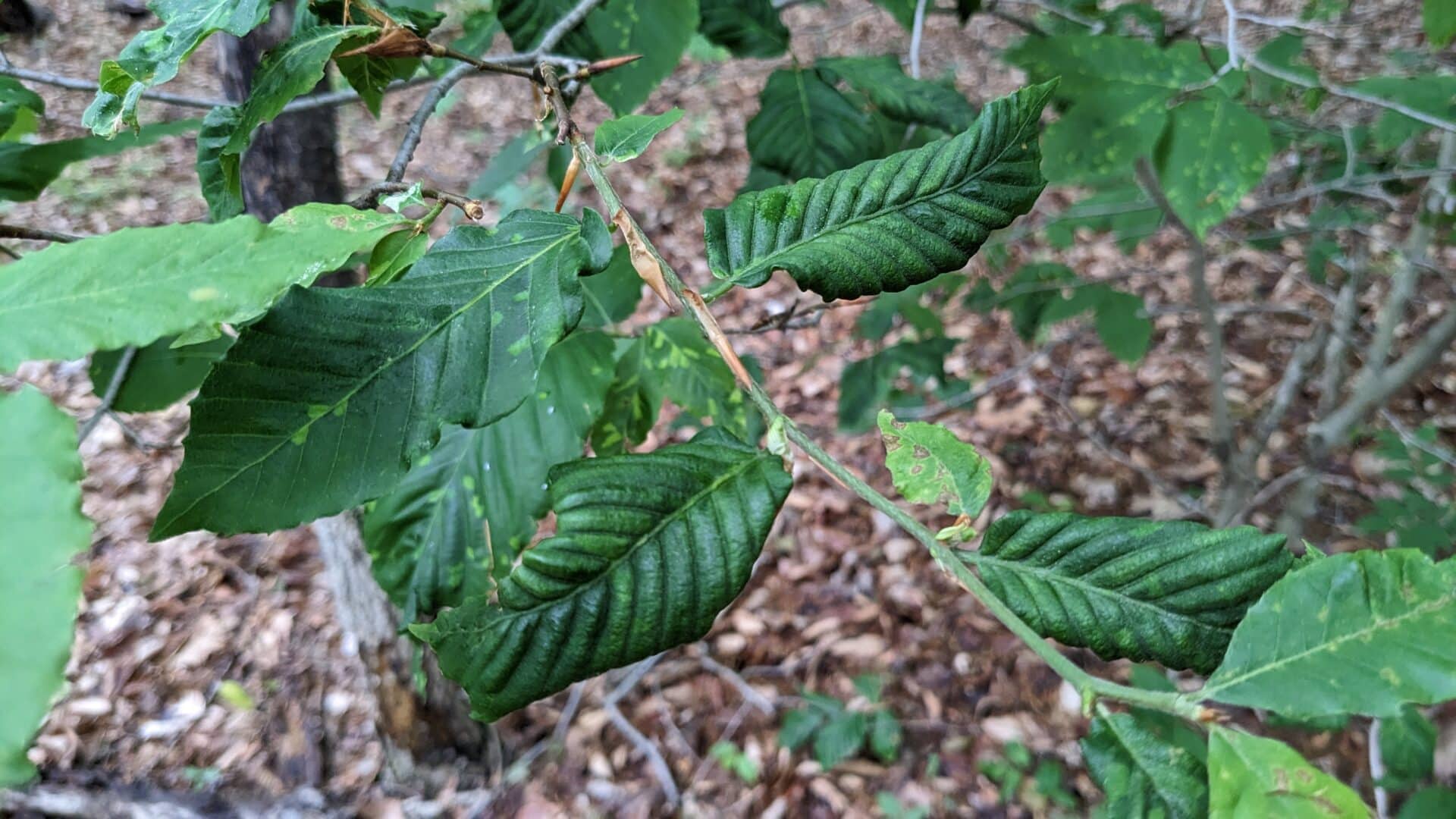 Beech Leaf Disease » HF&G