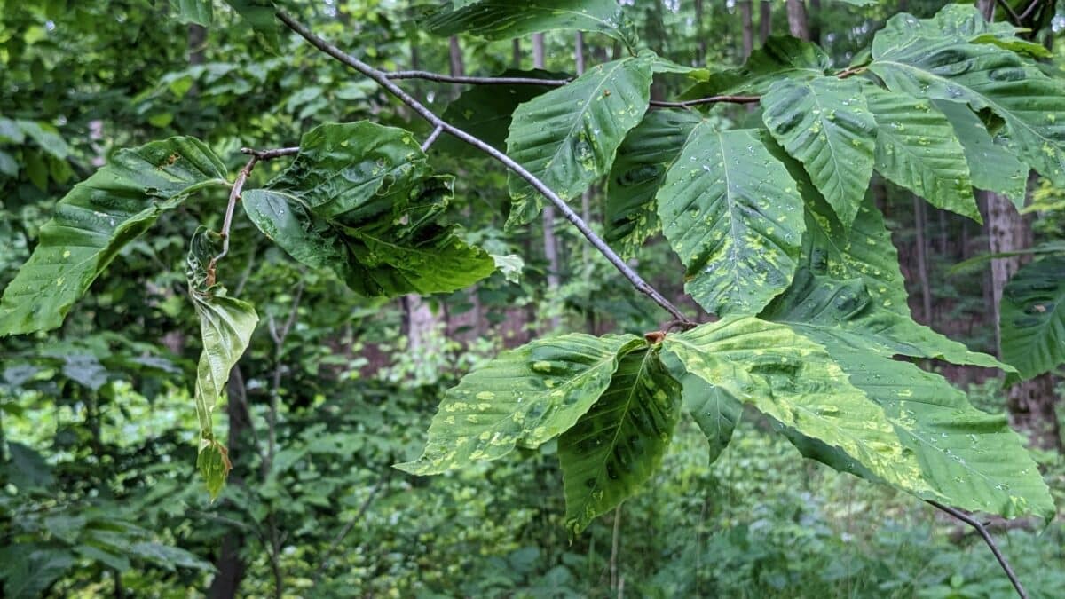 Beech Leaf Disease » HF&G