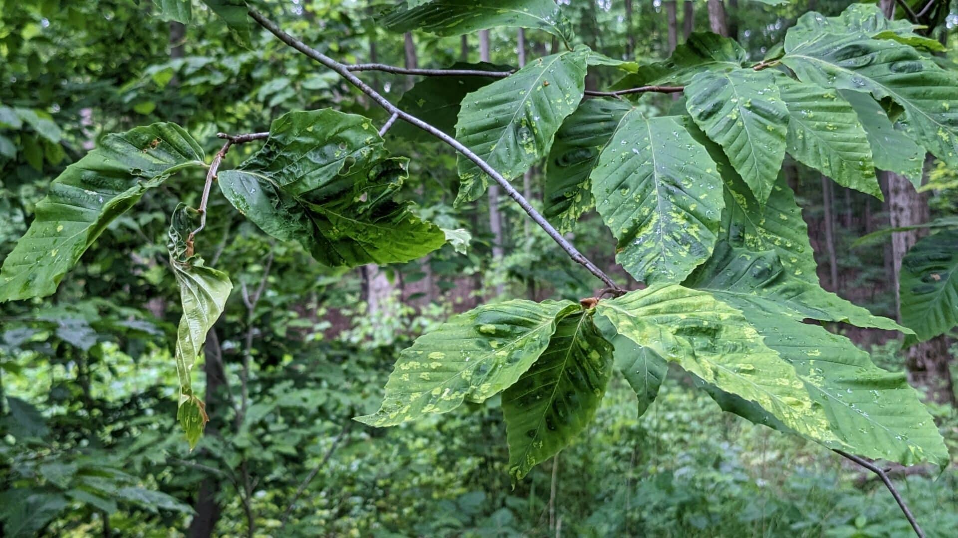Beech Leaf Disease » HF&G