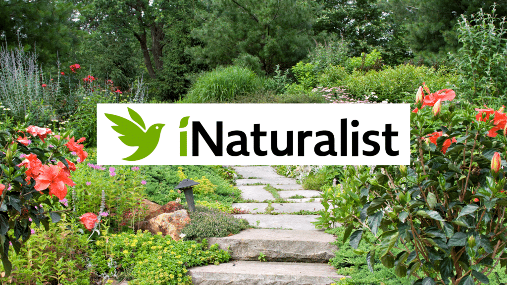 Using iNaturalist for Community Science » Plants, Living collections » HF&G
