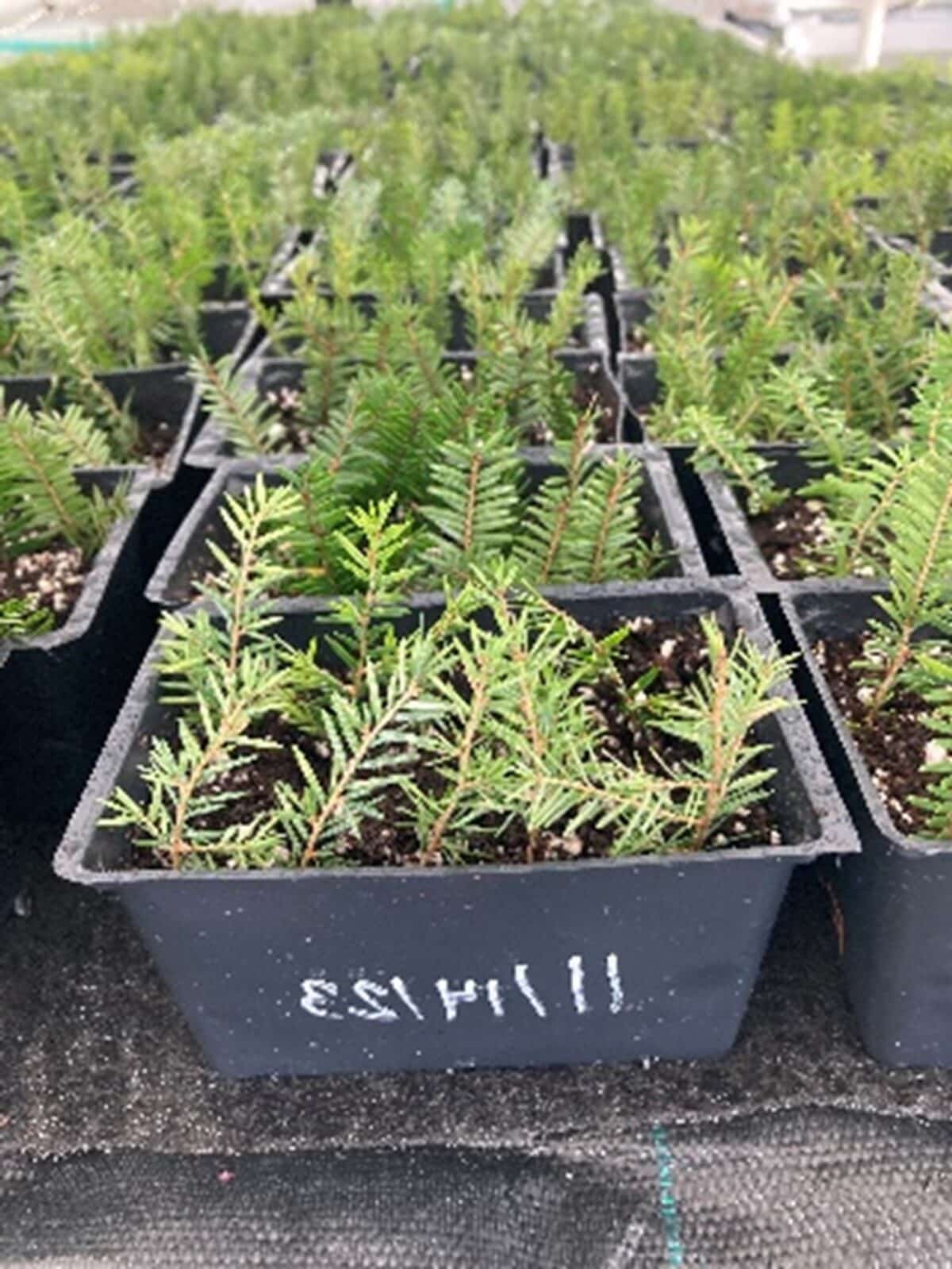Let's Celebrate the Forest Today » Plants, Trees » HF&G