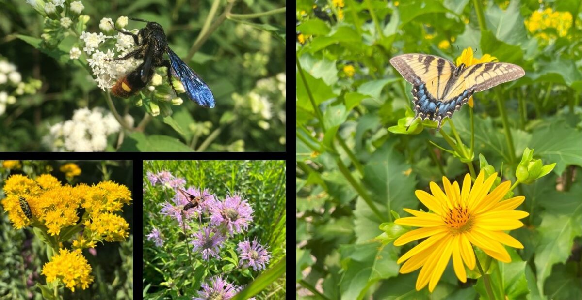 Planting Natives: How to do it and why it's important » Plants » HF&G