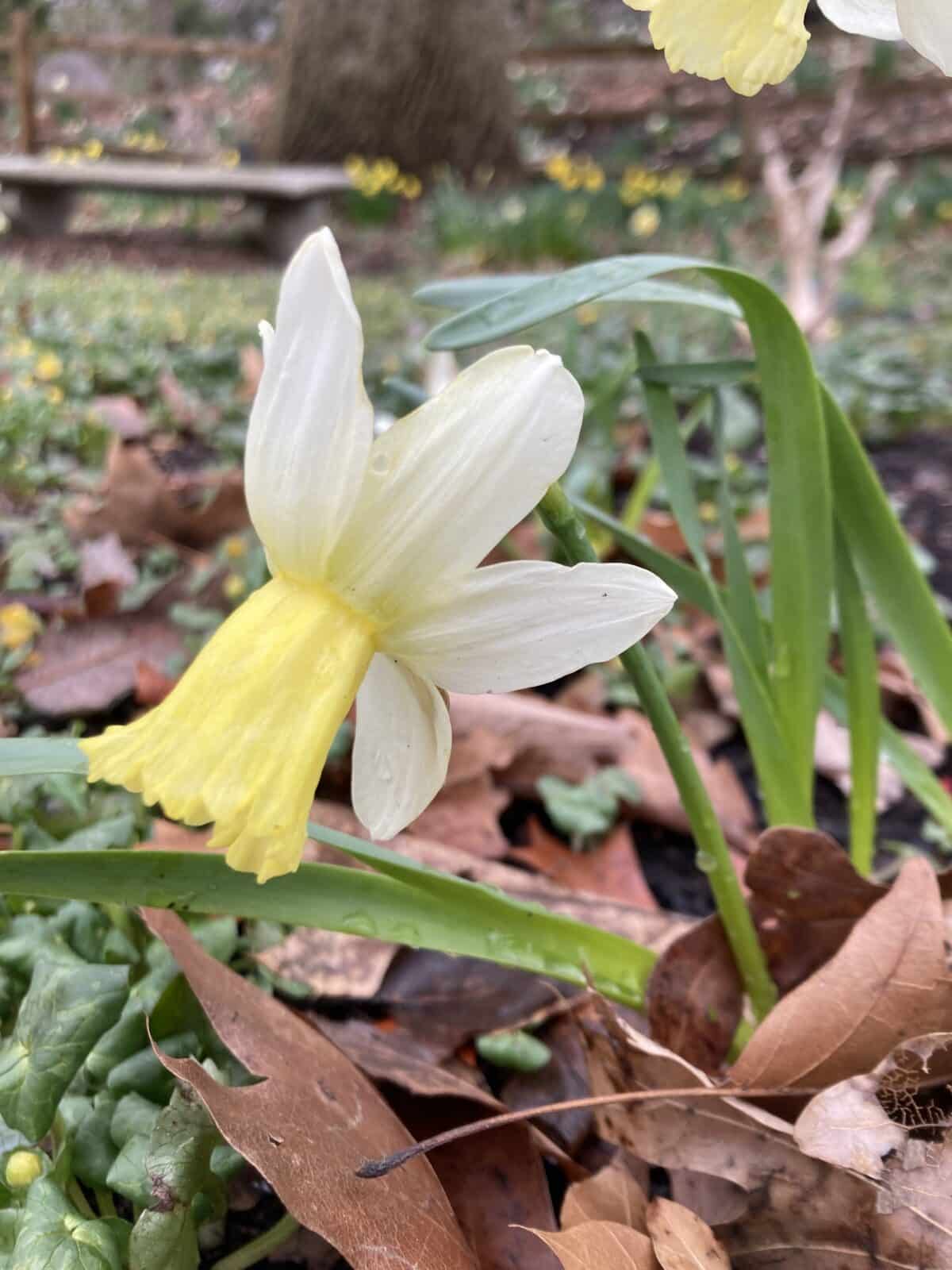 Delighting in Daffodils » Plants, Living collections »Holden Forests ...