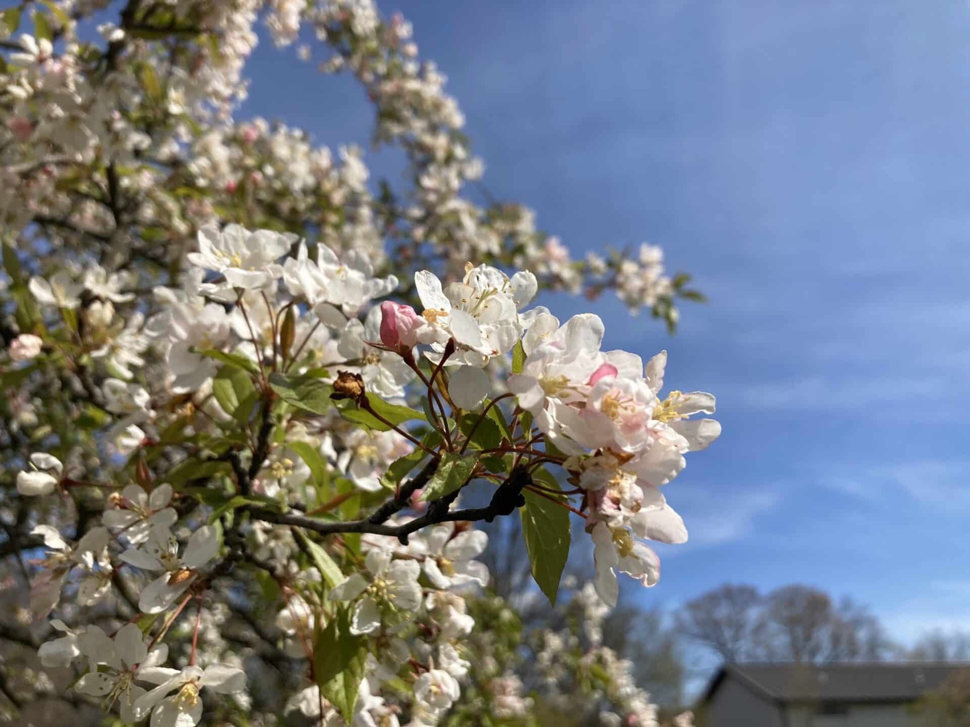 It's Poppin': April 26th » Plants, Living collections » HF&G