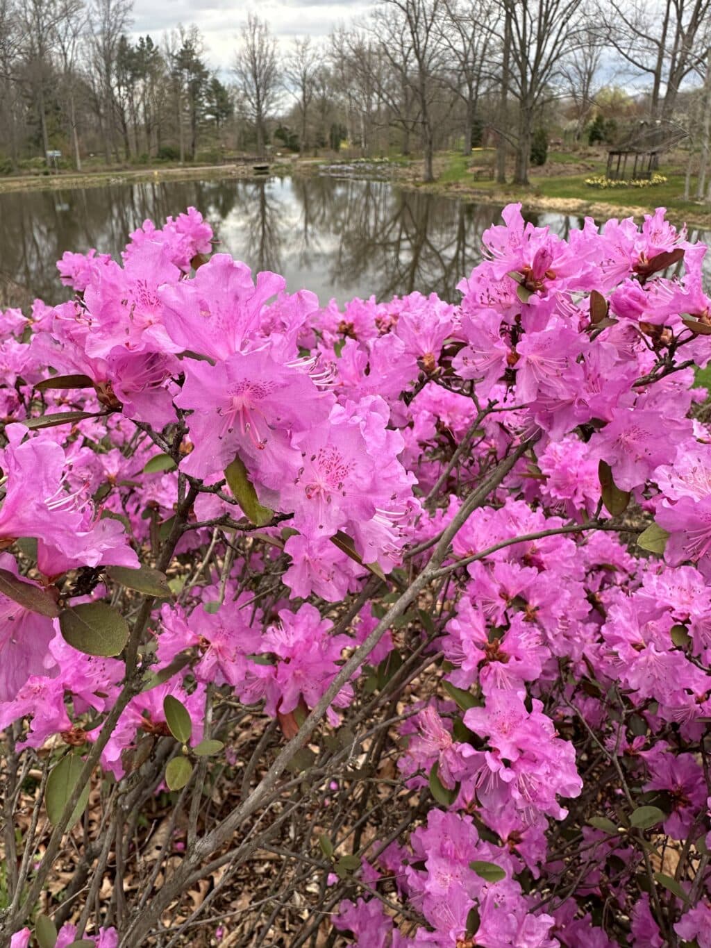 It's Poppin': April 19th » Plants, Living collections » HF&G