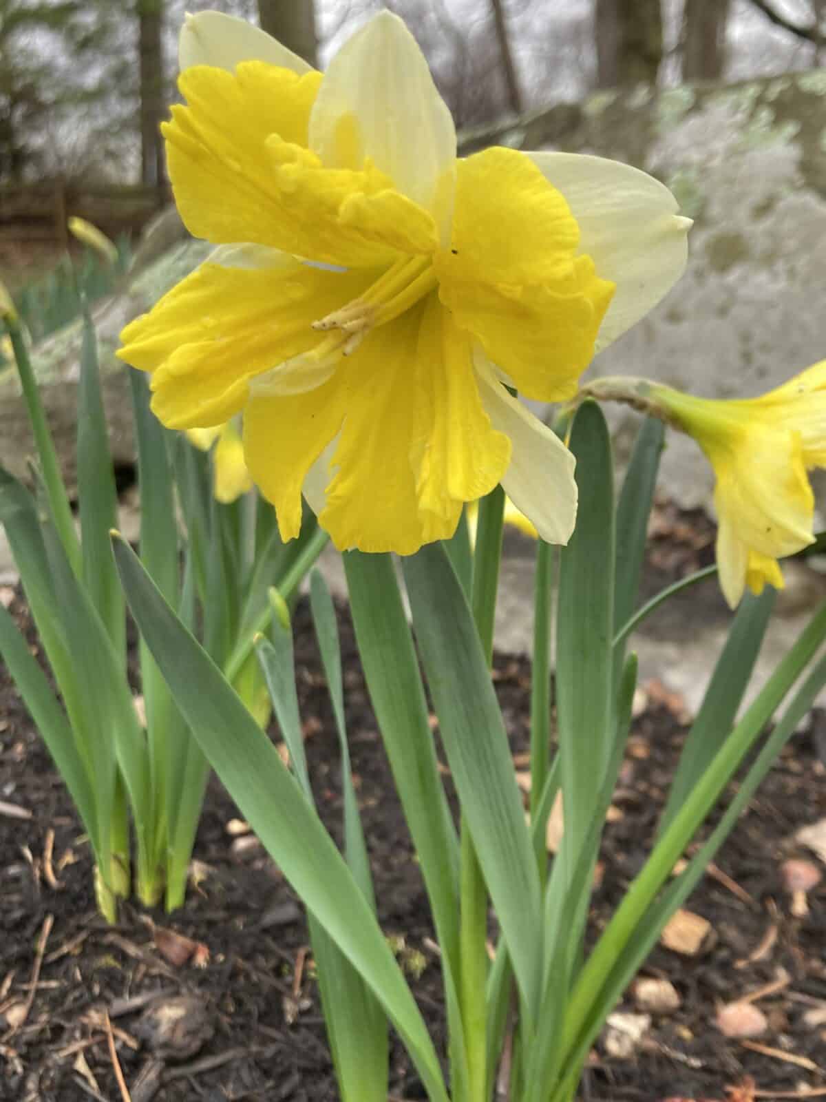 Delighting in Daffodils » Plants, Living collections »Holden Forests ...