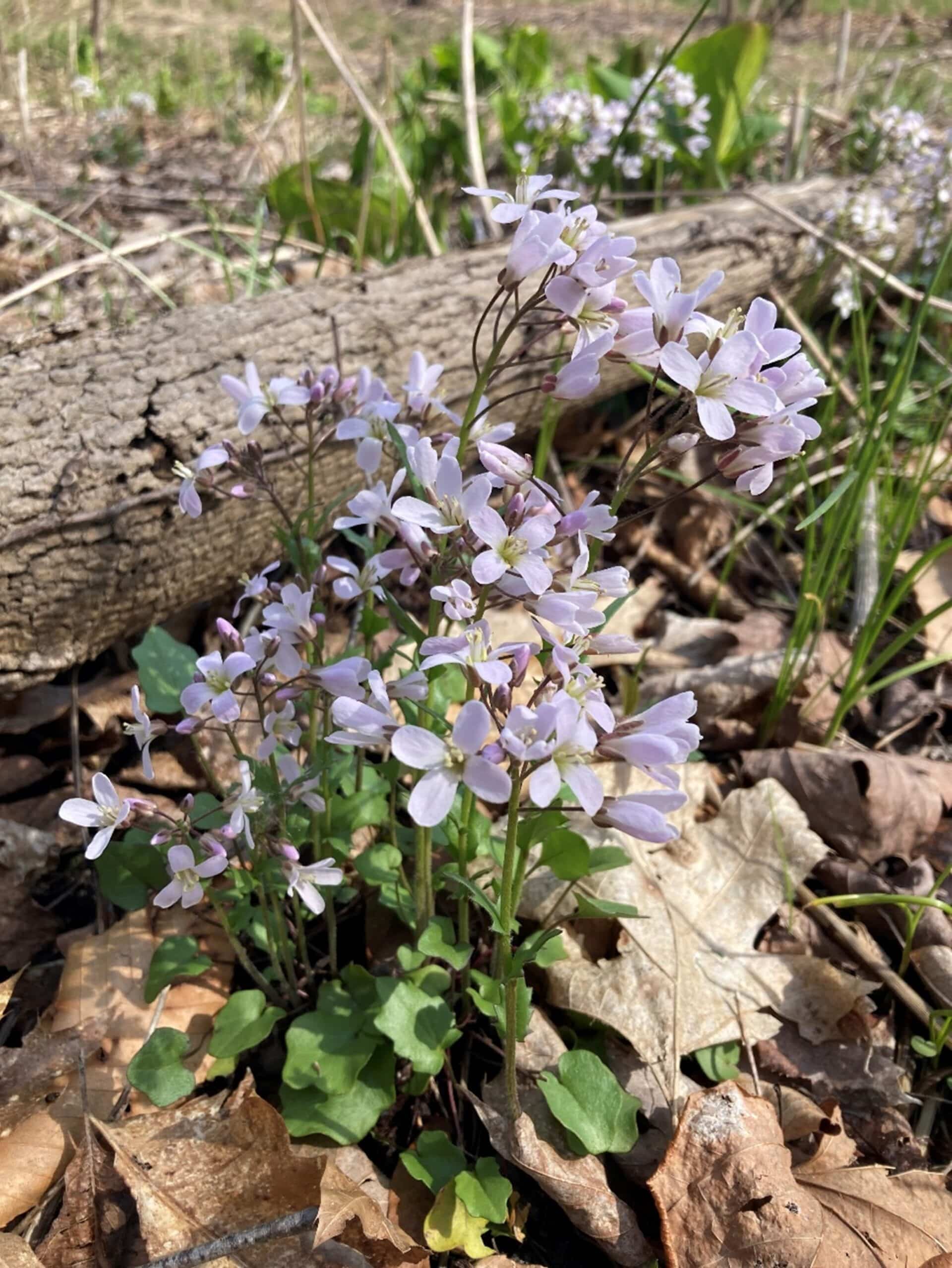 It's Poppin': April 12th » Plants, Living collections » HF&G