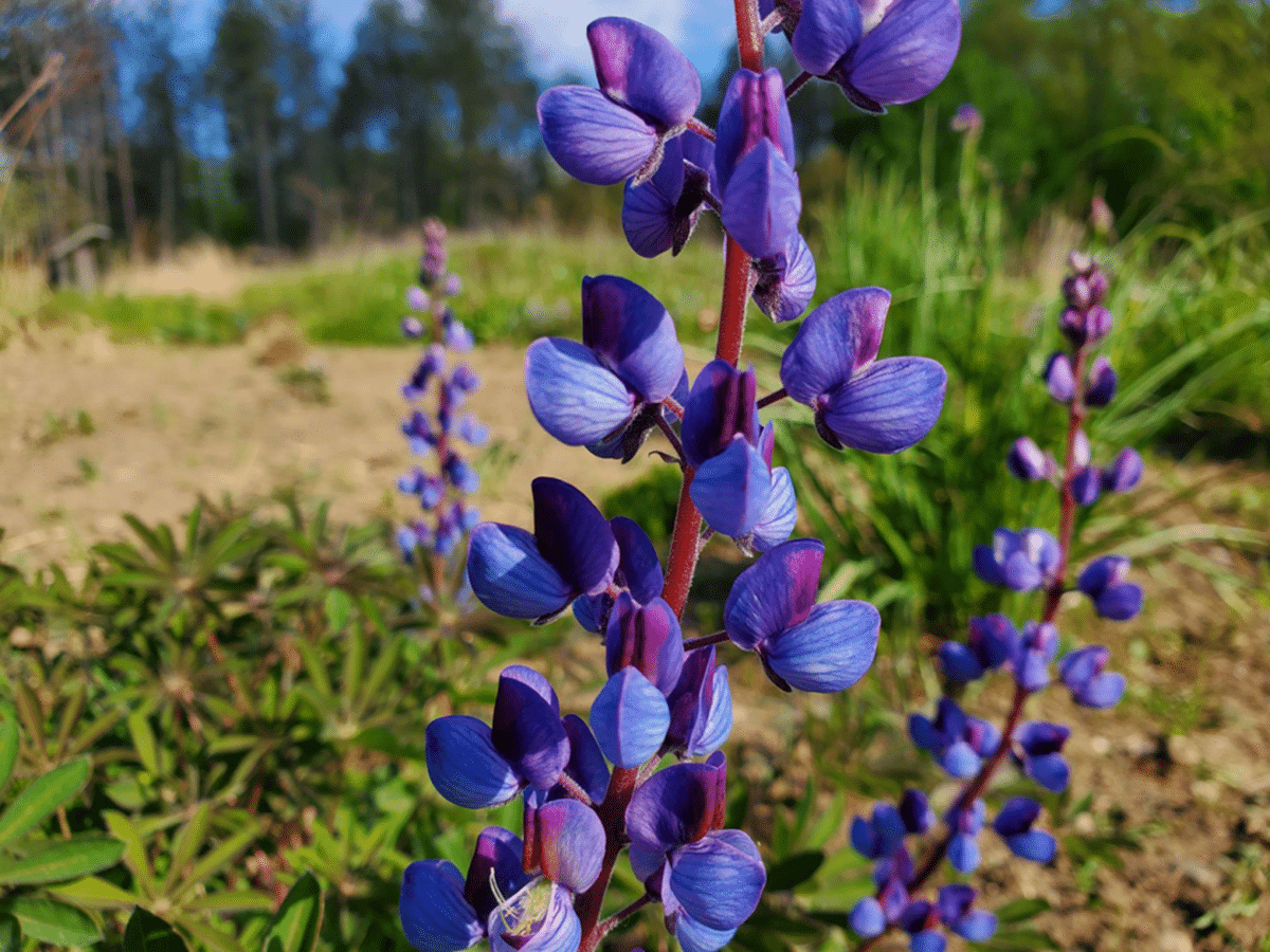 Leapin' Lupines! » Plants, Living collections » HF&G