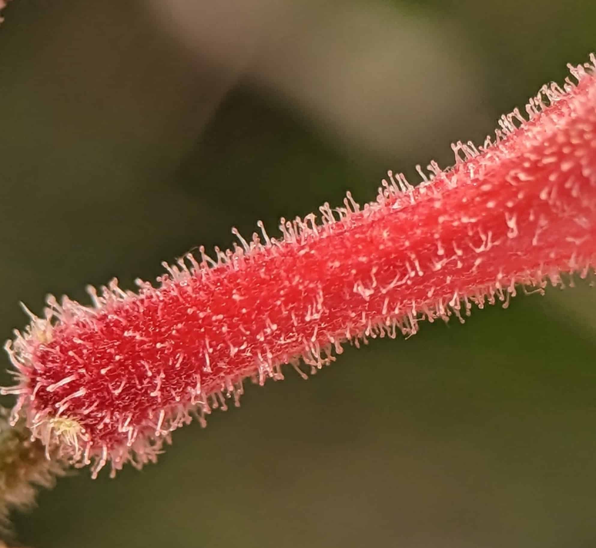 Ohio's Native Rhododendrons » Plants, Living collections » HF&G