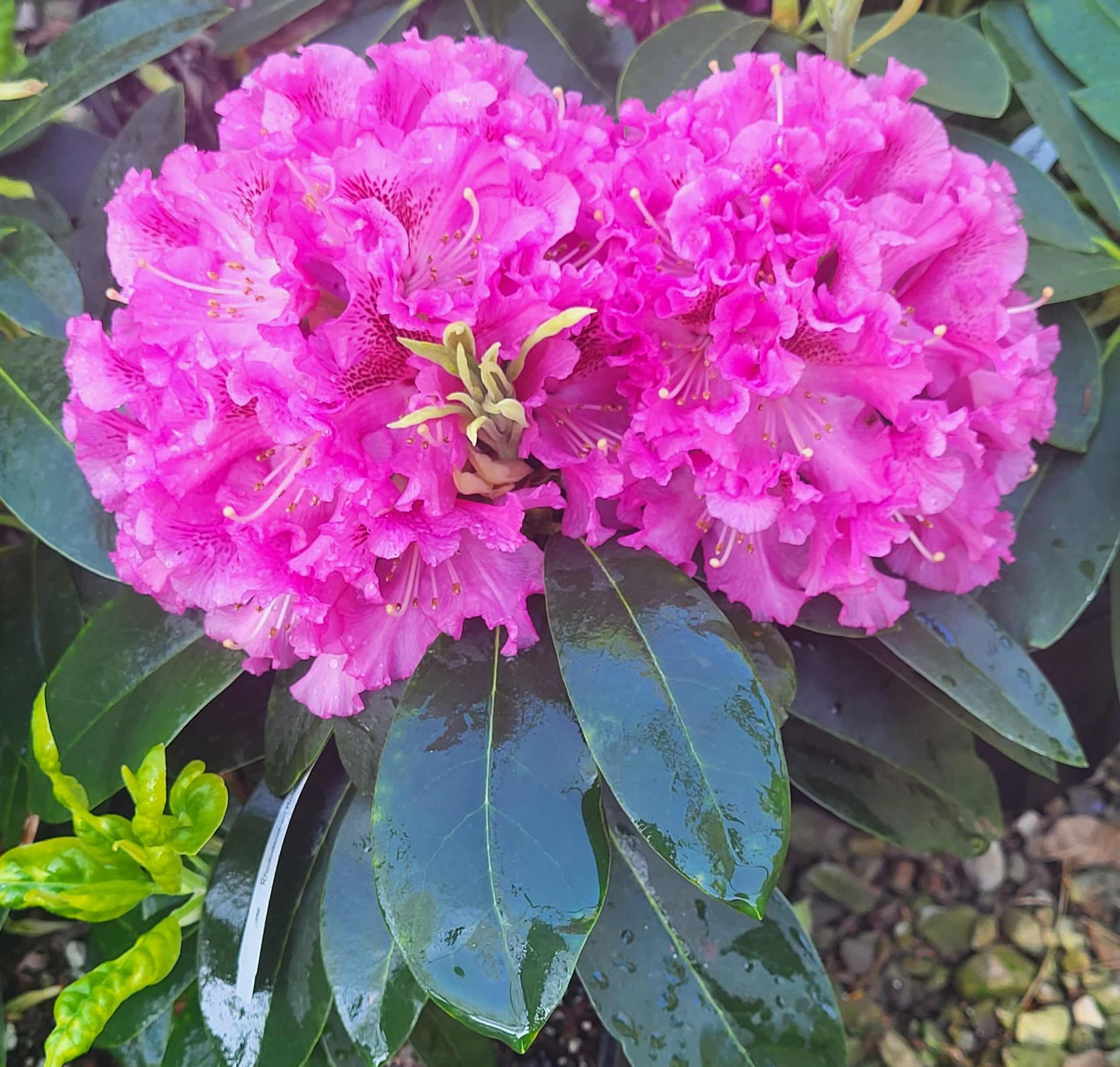 It's Poppin': Leach Research Station » Plants, Living collections » HF&G