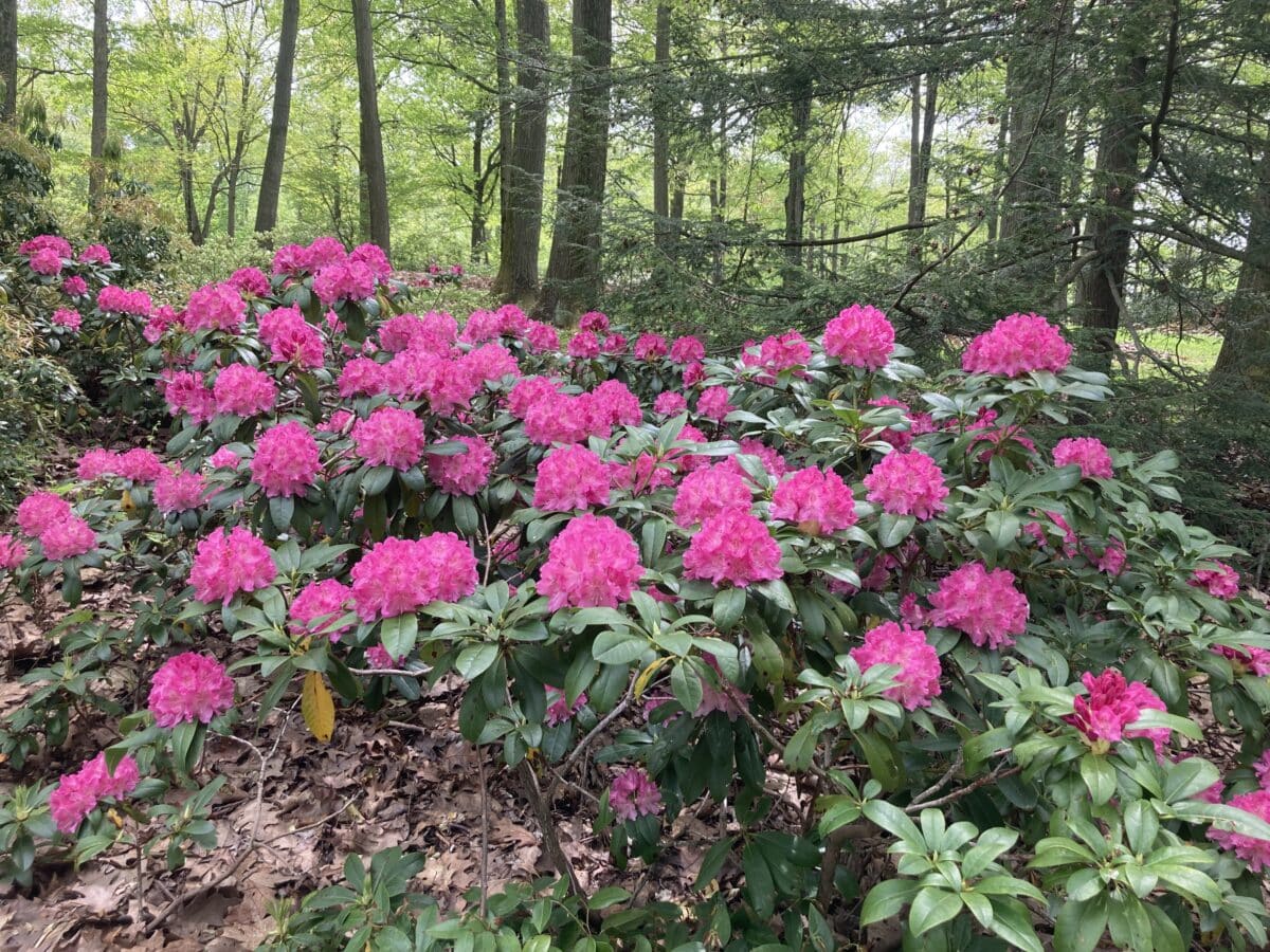 Rhododendron » HF&G