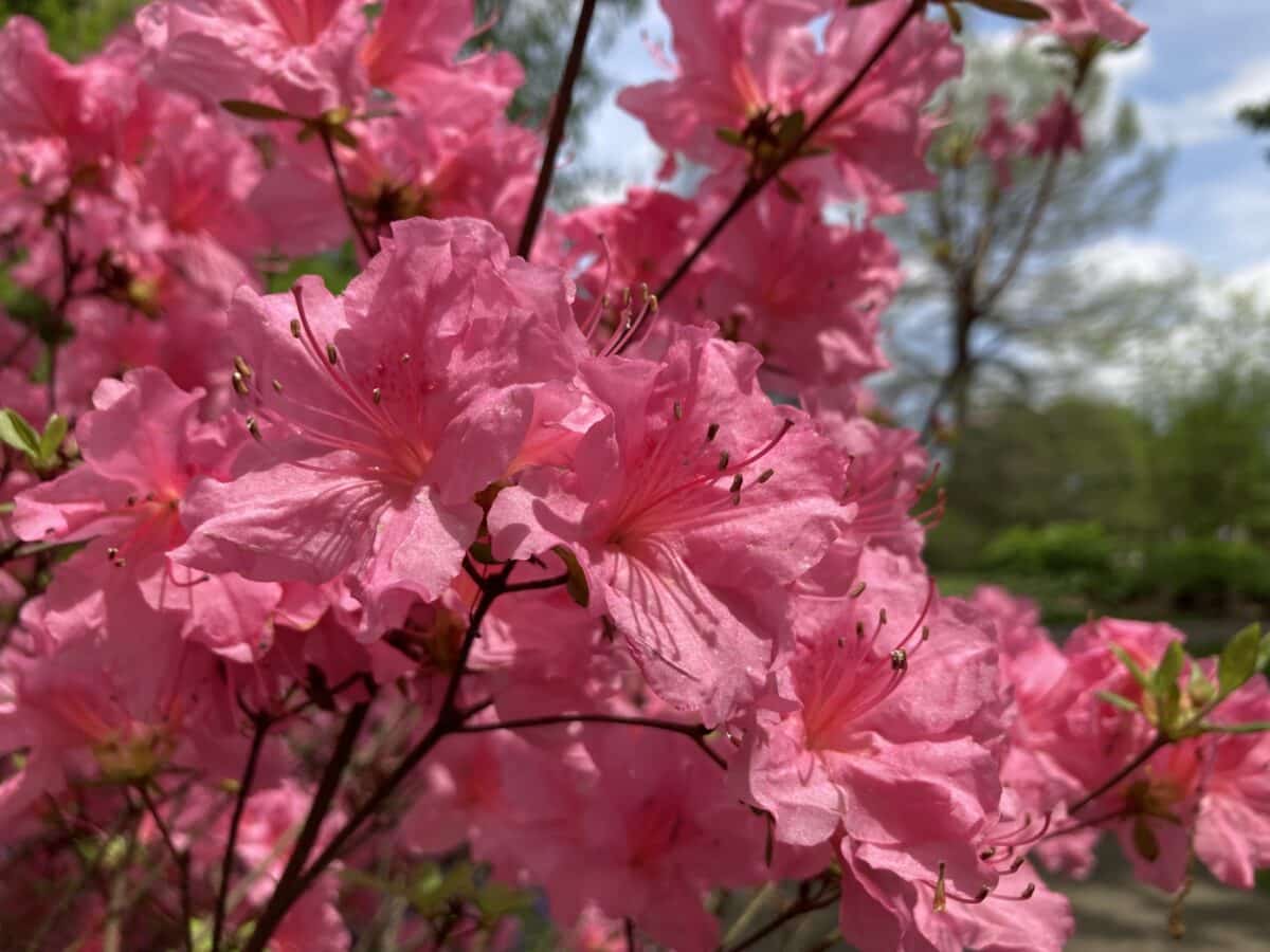 It's Poppin': May 10th » Plants, Living collections » HF&G