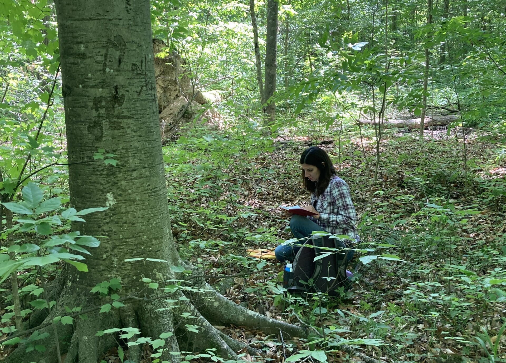 Continuing our Work on Beech Leaf Disease » Trees, Pest & disease ...