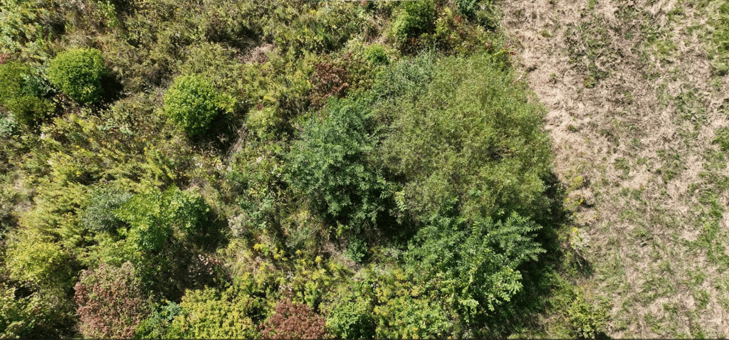 The Necessity of Scrub-Shrub and Young Forests » Land management, Trees ...