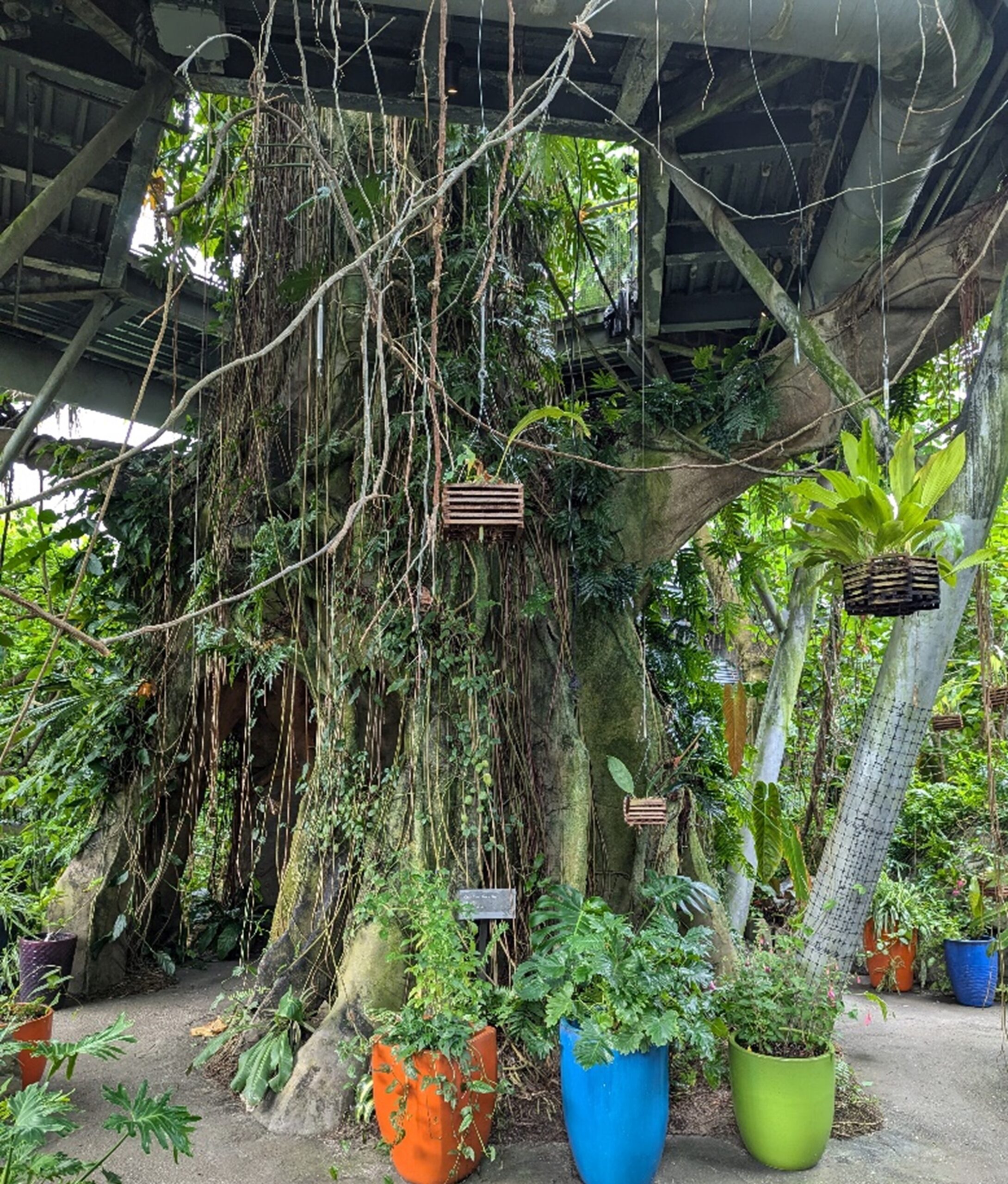The Strange and Astonishing Strangler Fig » Plants, Living collections ...