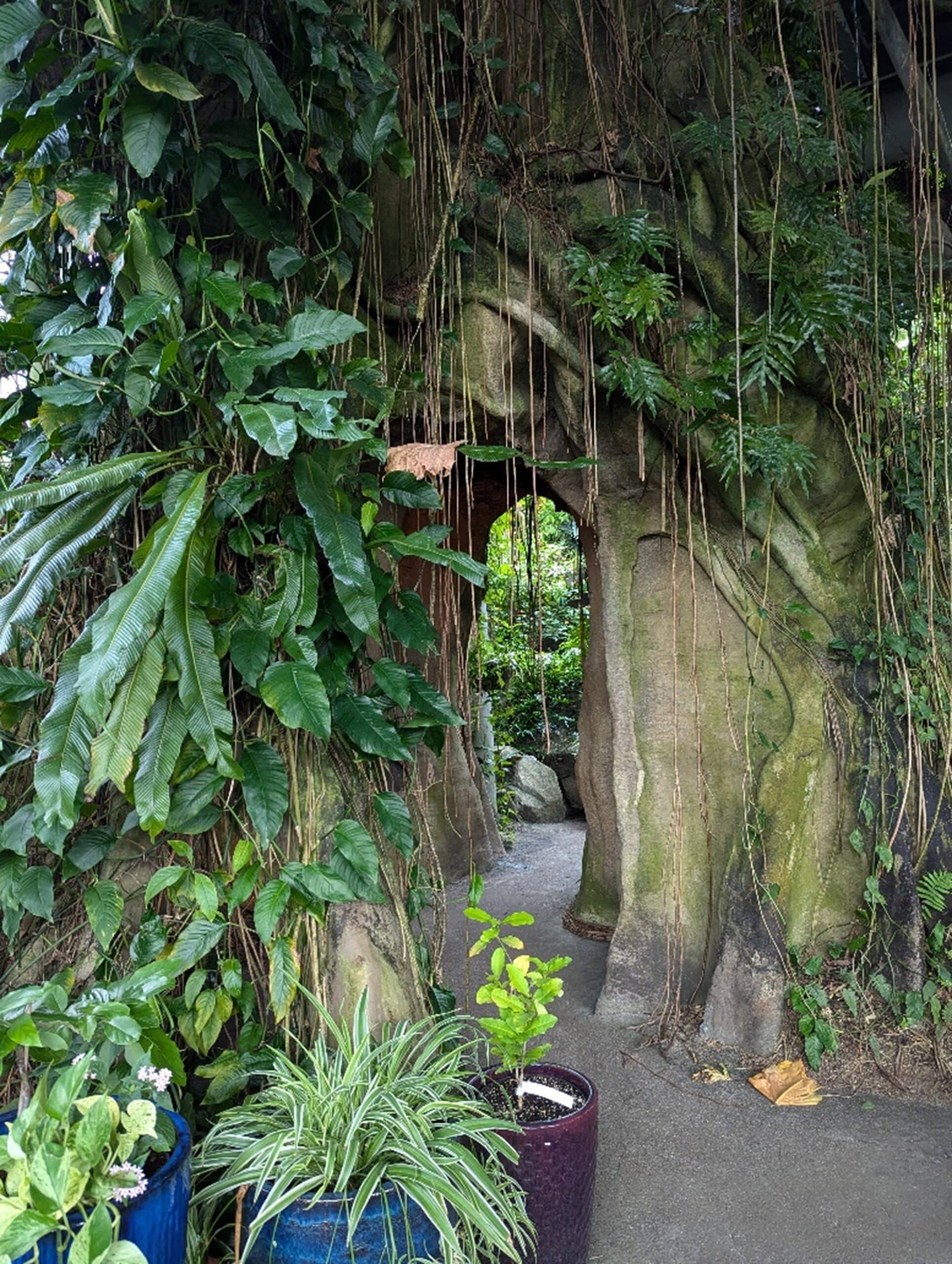 The Strange and Astonishing Strangler Fig » Plants, Living collections ...