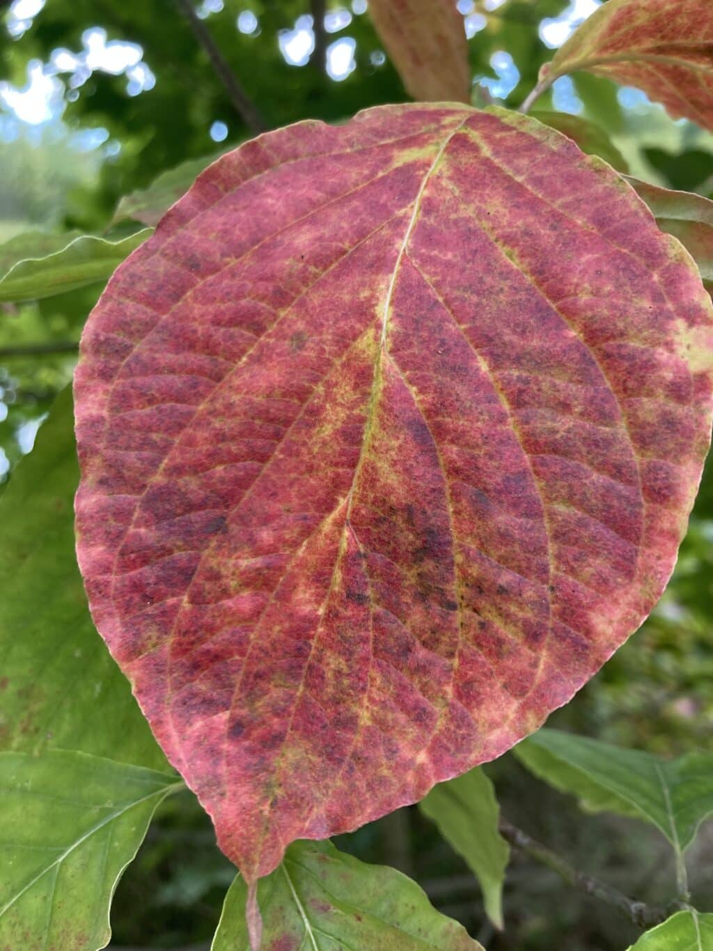 Fall Color Arrives in Northeast Ohio » Plants, Living collections » HF&G