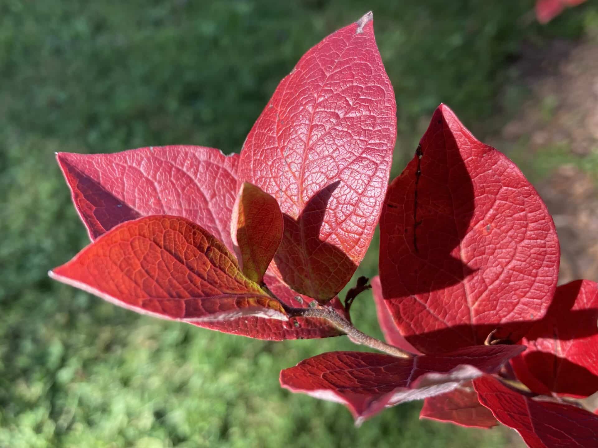 Fall Color Arrives in Northeast Ohio » Plants, Living collections » HF&G