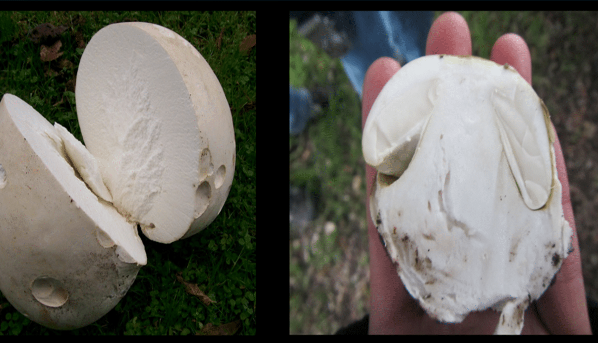 Edible Mushrooms and Their Poisonous Look-alikes » Mycology, Soils » HF&G