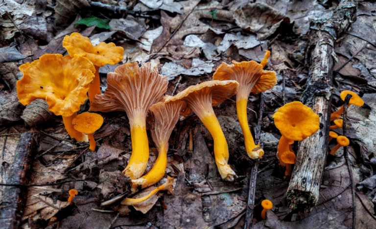 Edible Mushrooms and Their Poisonous Look-alikes » Mycology, Soils » HF&G
