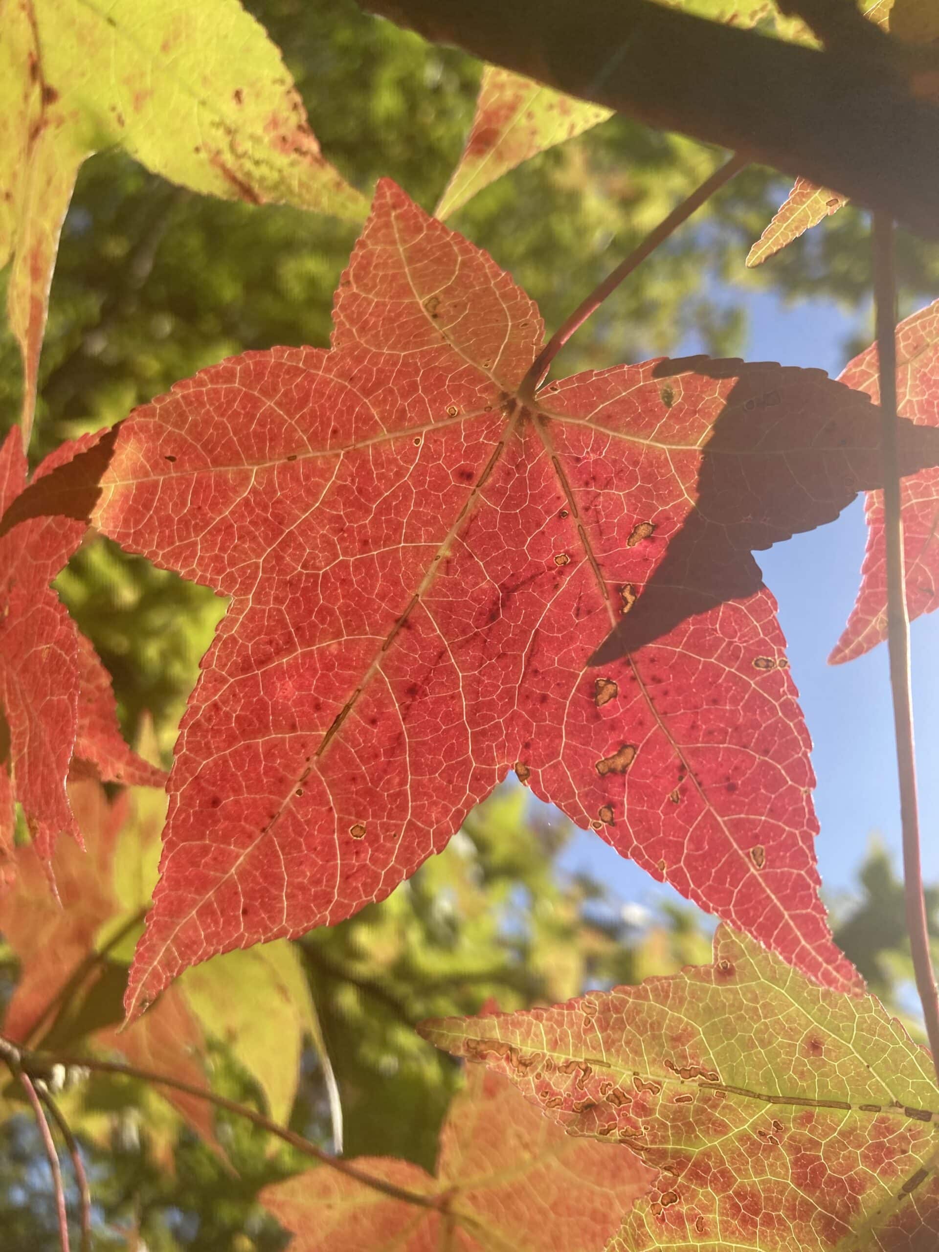 Fall Color in Northeast Ohio