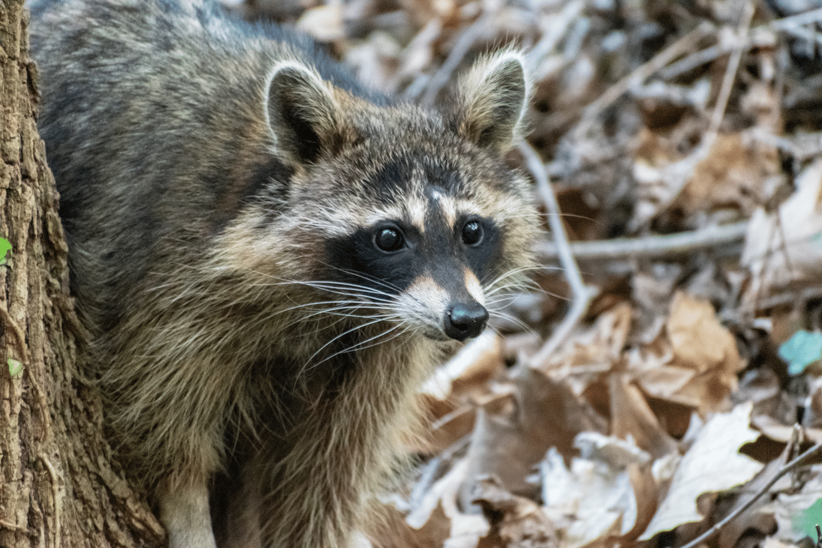 Best Practices of Backyard Bird Feeding » Birding, Wildlife » HF&G