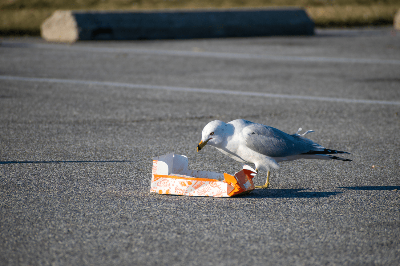 Best Practices of Backyard Bird Feeding » Birding, Wildlife » HF&G
