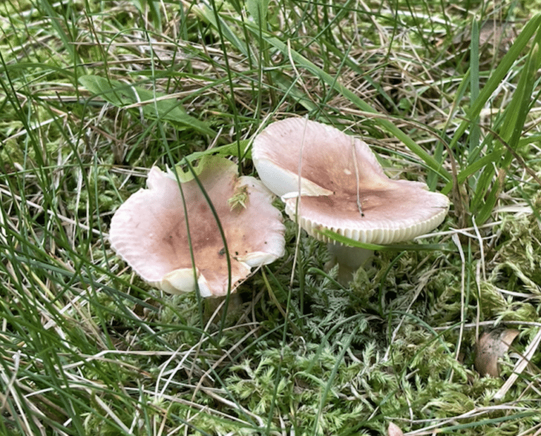 Common Lawn Mushrooms and What To Do About Them » Mycology, Soils » HF&G
