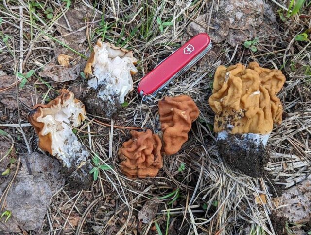 Edible Mushrooms and Their Poisonous Look-alikes » Mycology, Soils » HF&G
