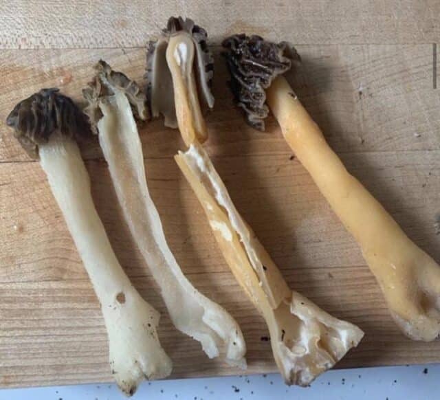 Edible Mushrooms and Their Poisonous Look-alikes » Mycology, Soils » HF&G