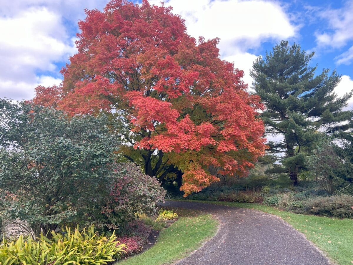 Fall Color in Northeast Ohio