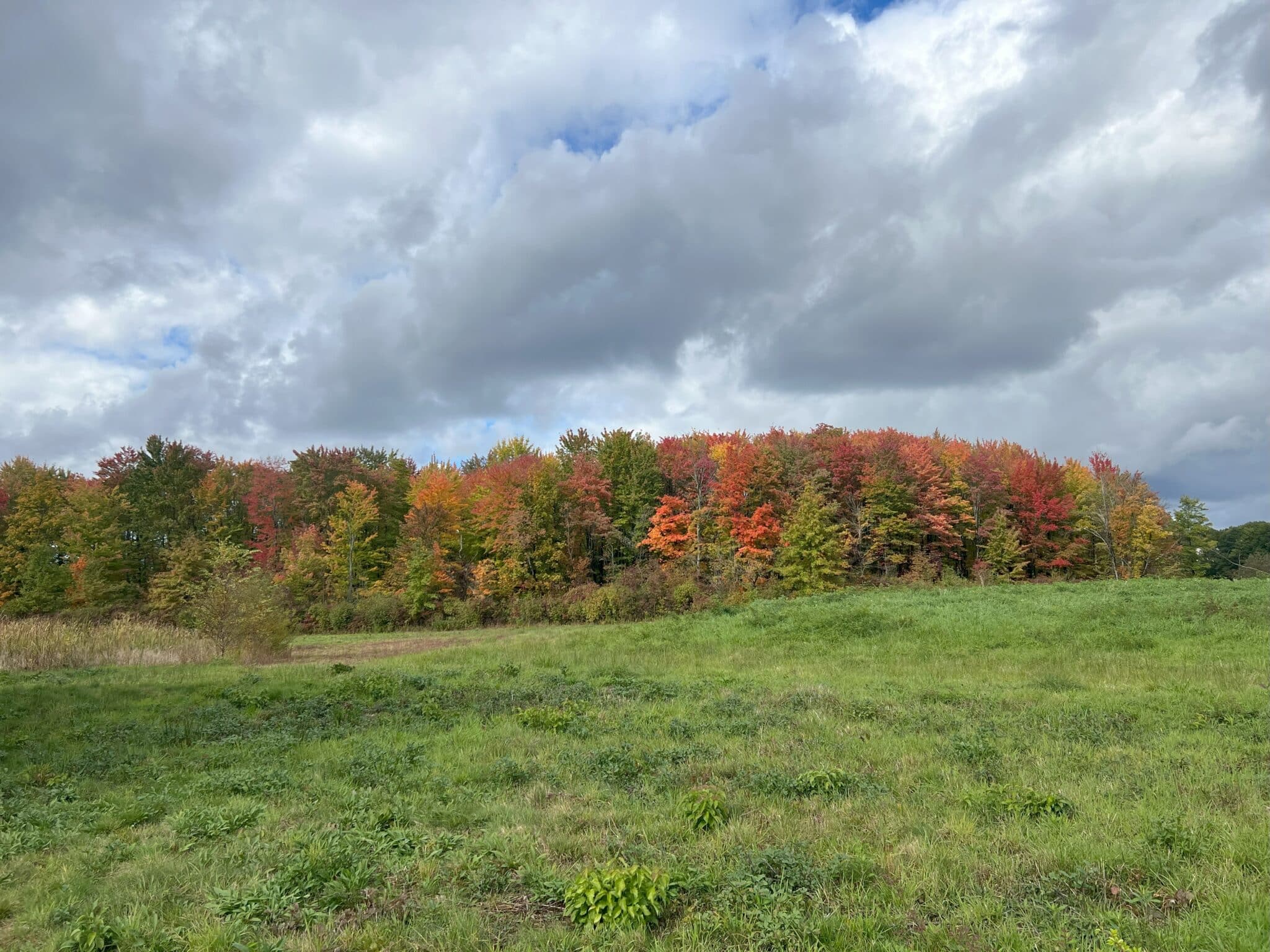 Fall Color in Northeast Ohio
