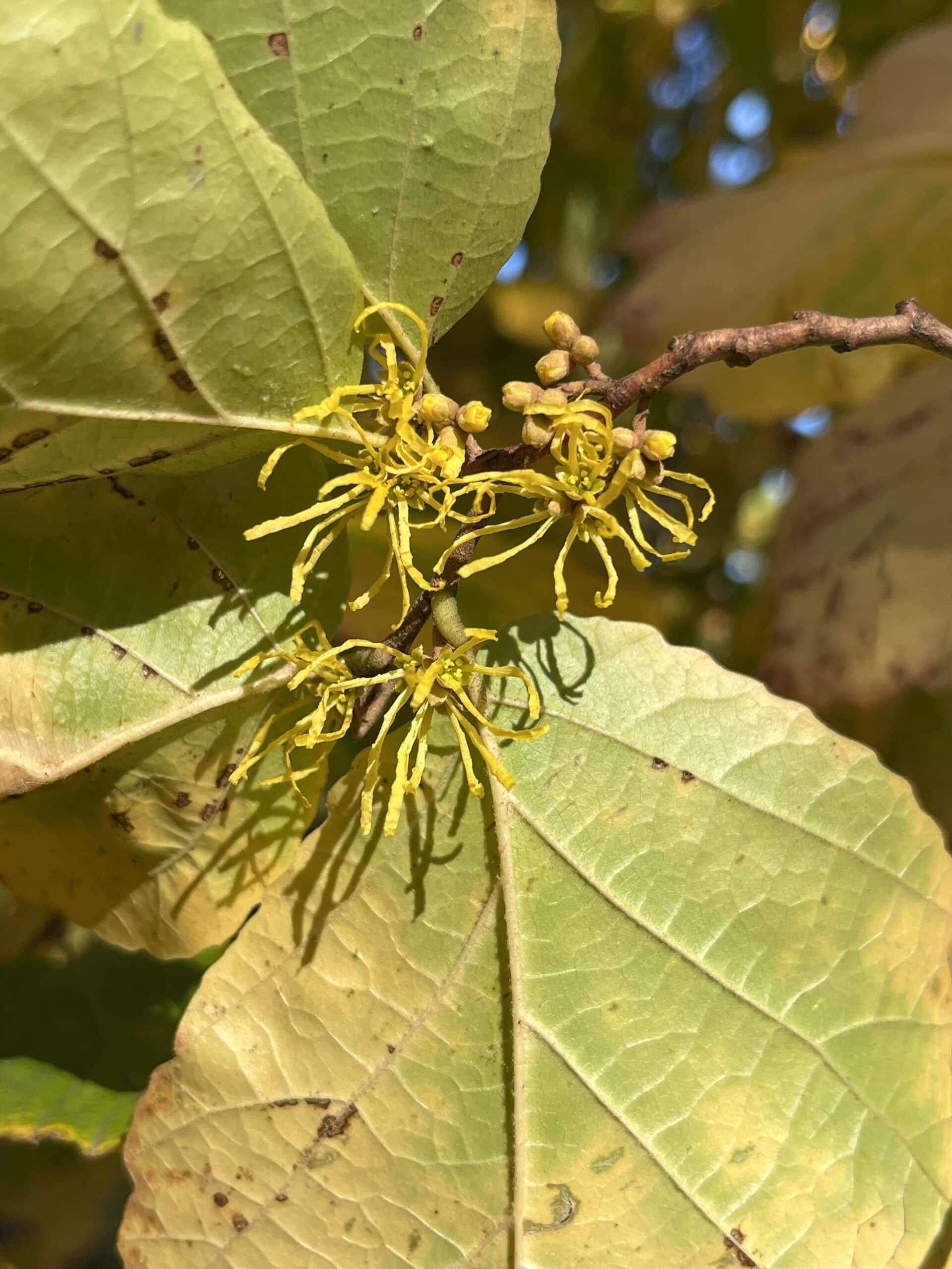 Witch Hazel: The Unexpected Beauty of Winter » Plants, Living ...