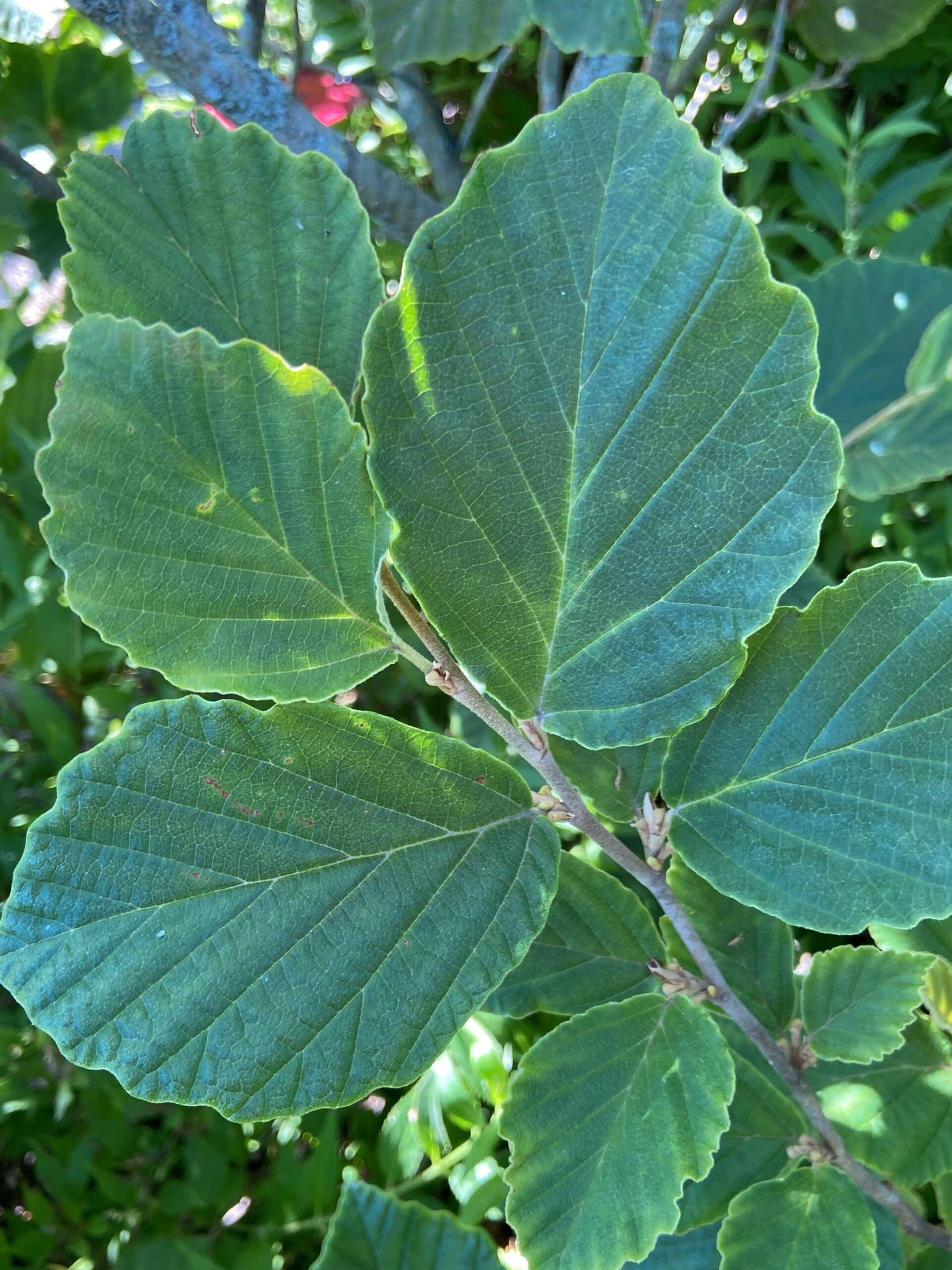 Witch Hazel: The Unexpected Beauty of Winter » Plants, Living ...