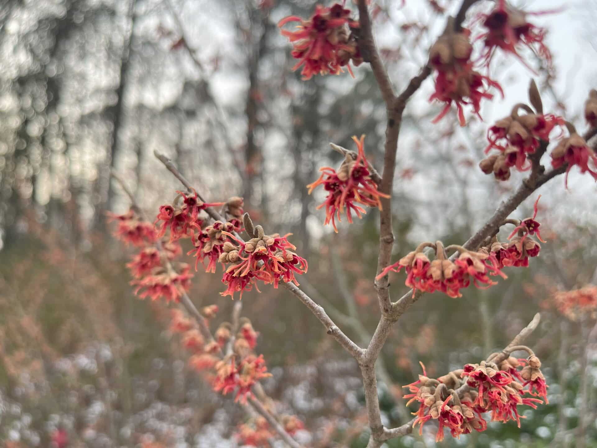 Witch Hazel: The Unexpected Beauty of Winter » Plants, Living ...