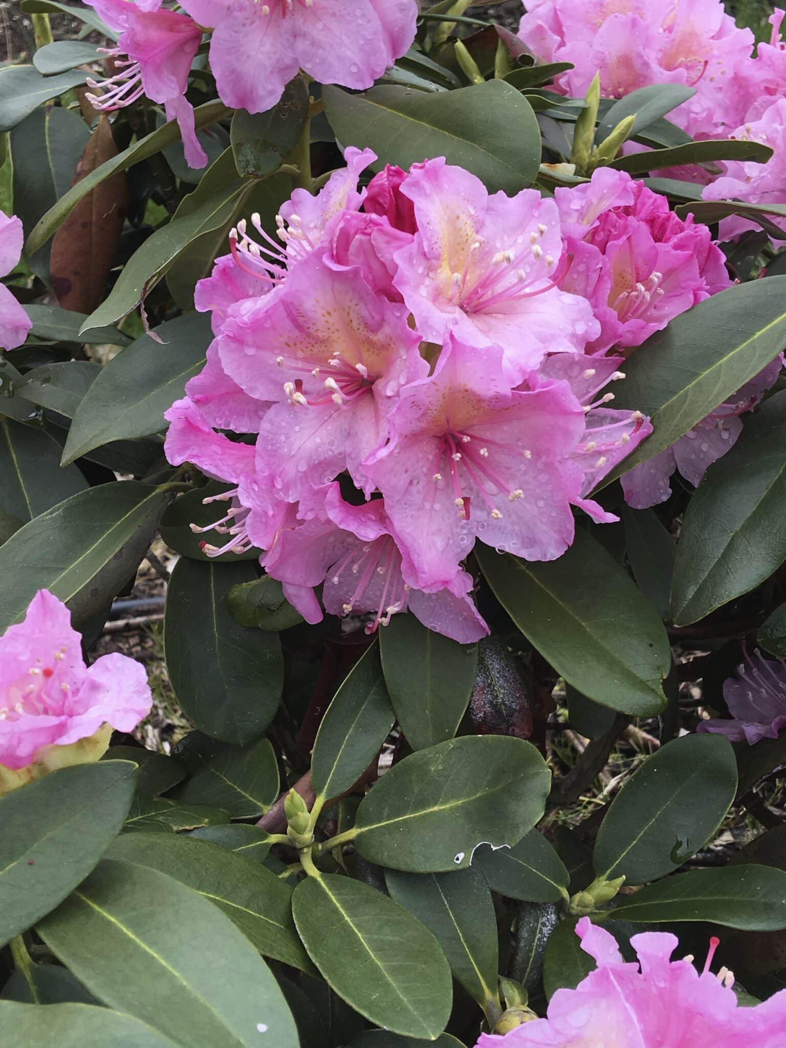 Rhododendron » HF&G