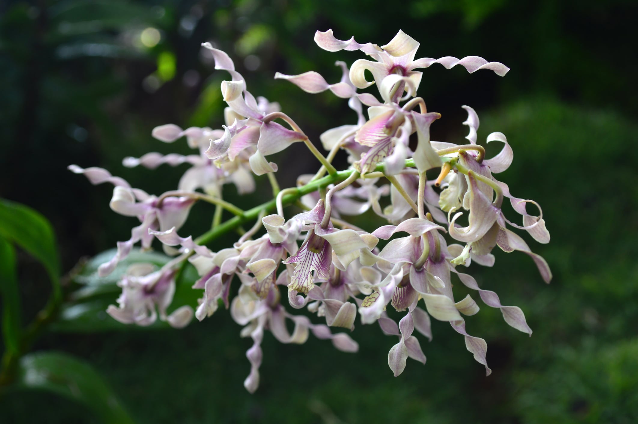Hi, I'm Dendrobium Antelope! » HF&G