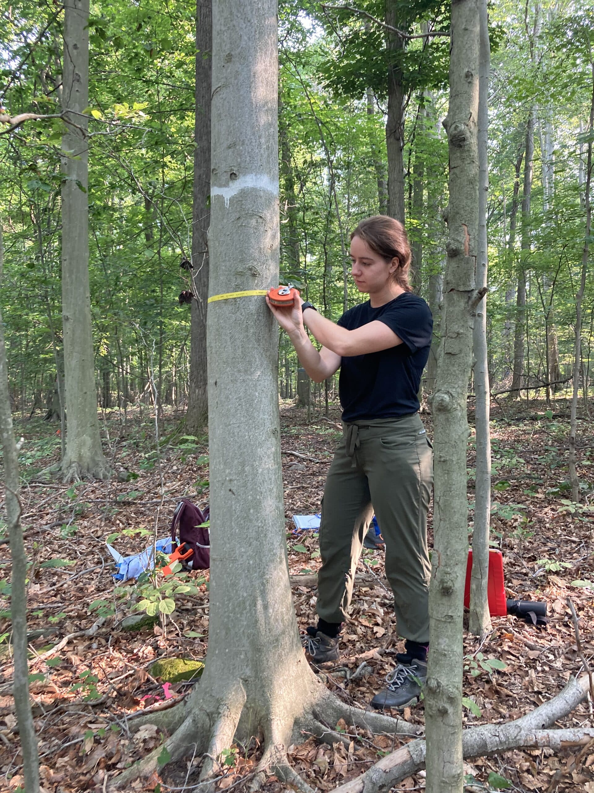 30% of Beech Trees Killed by Beech Leaf Disease, New Study Shows ...