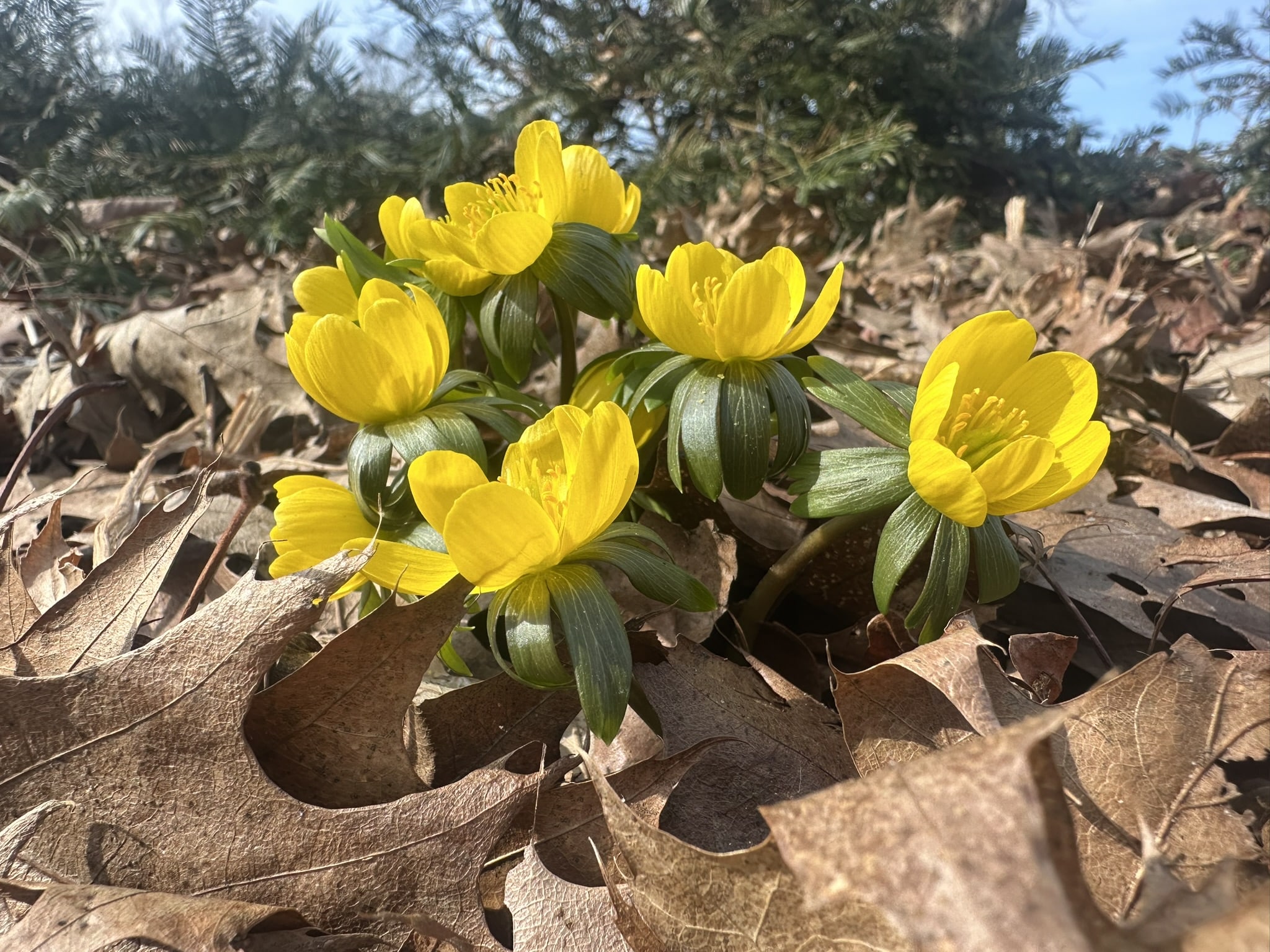 It's Poppin': Spring 2025 has Arrived » Plants, Living collections » HF&G