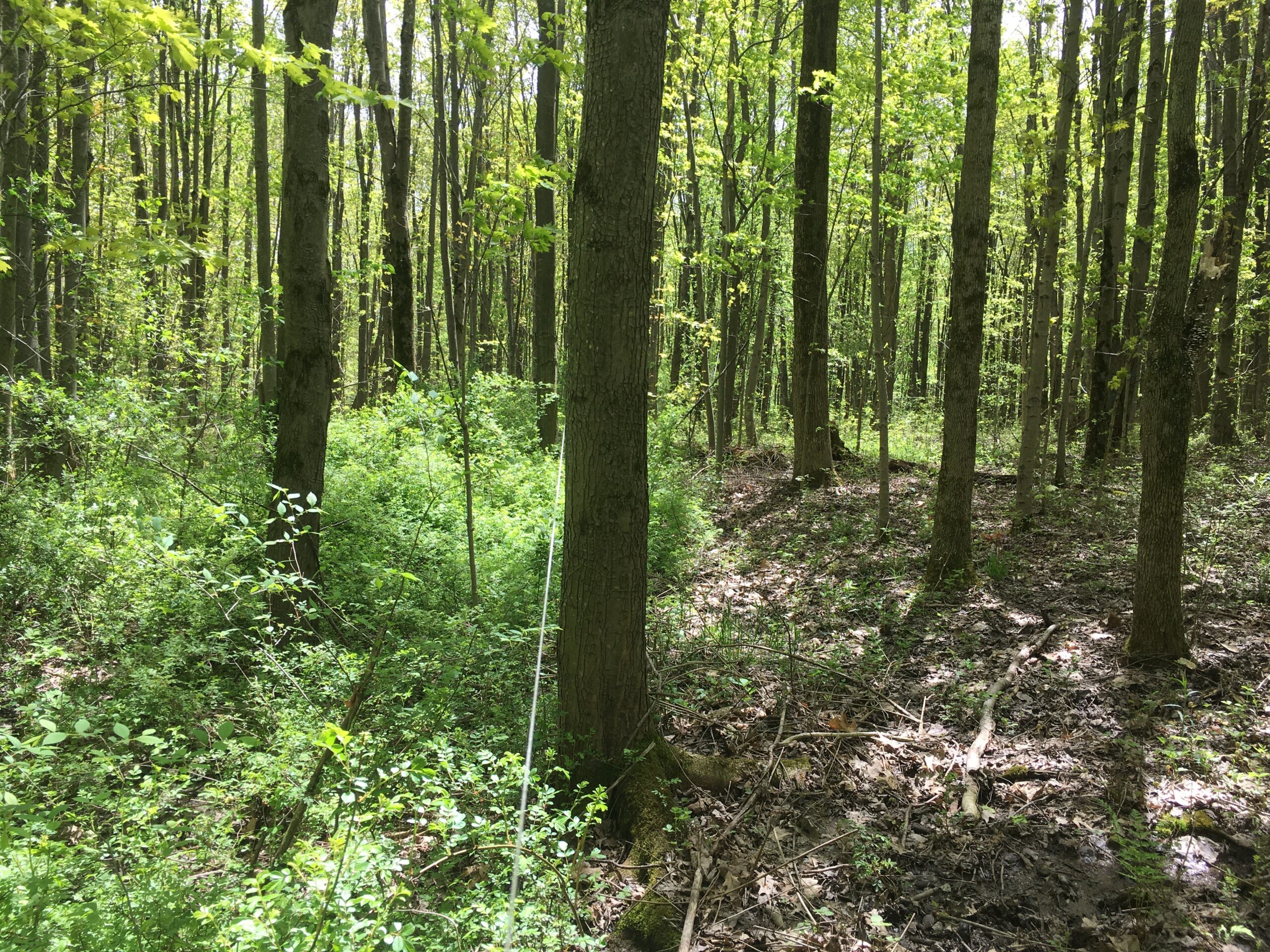 Good News for Forests: Invasive Shrub Removal Gets Easier After Two ...